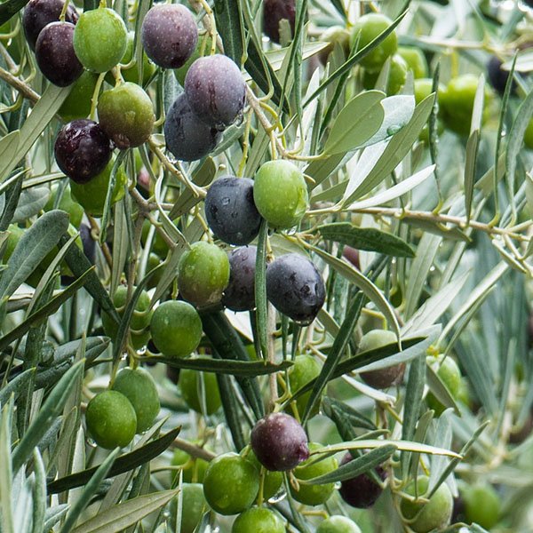 Olijf planten kweken en oogsten