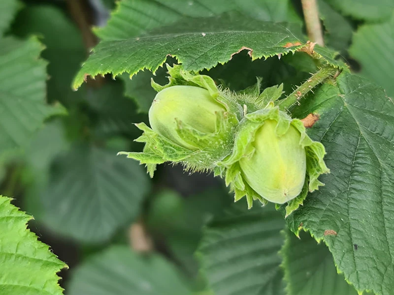 Hazelaar planten en hazelnoten kweken