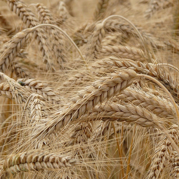 Granen en graanvervangers - Alle zaden - Keukenplanten.nl