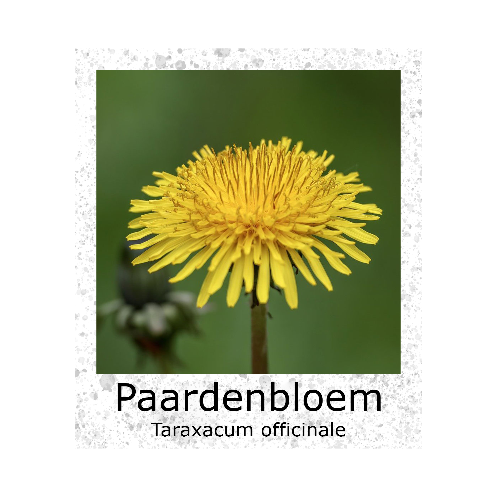 Paardenbloem Molsla Verbeterde Volhart VK