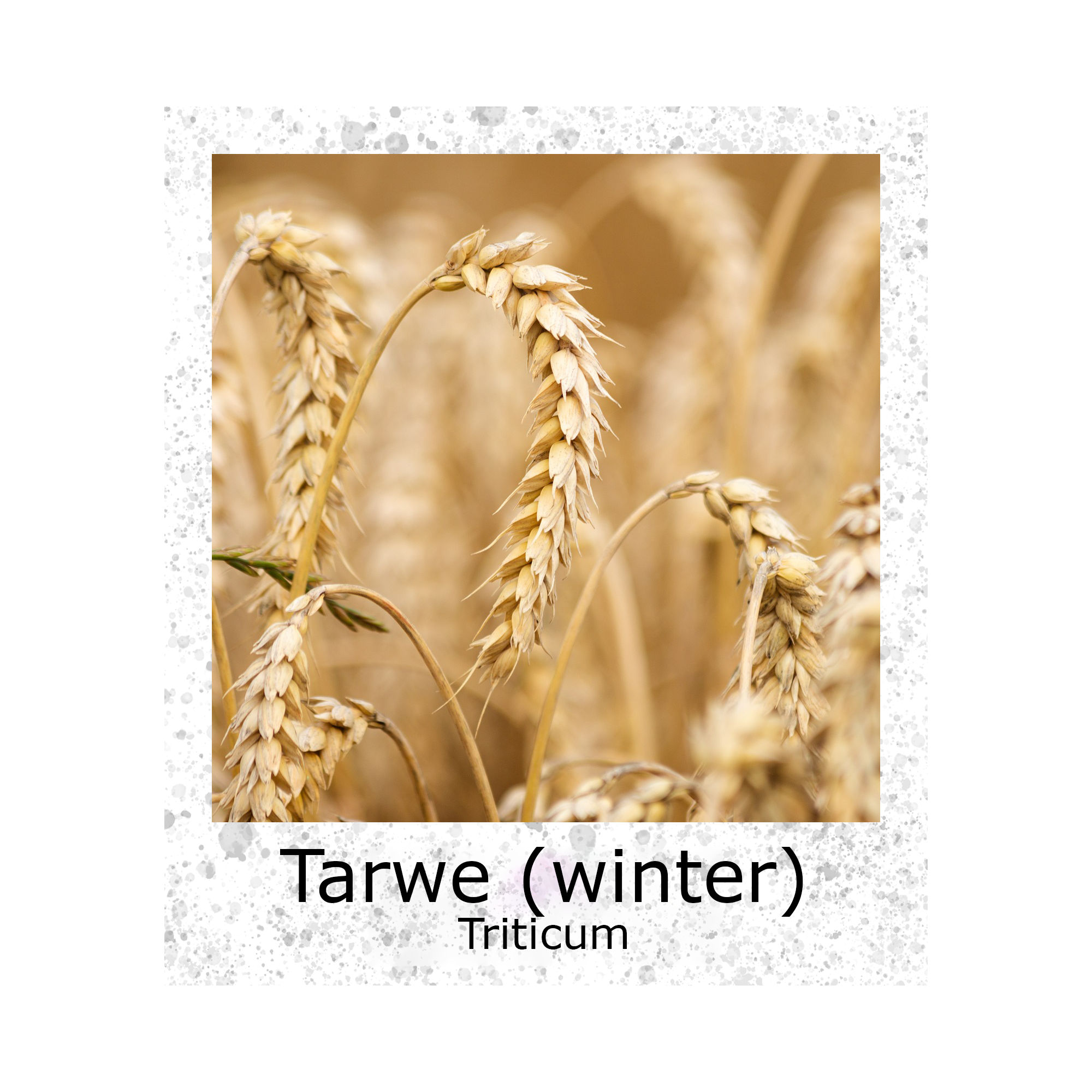 Tarwe Wintertarwe VK 500gr